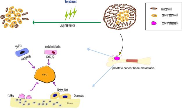 Interaction between prostate cancer stem cells and bone ...