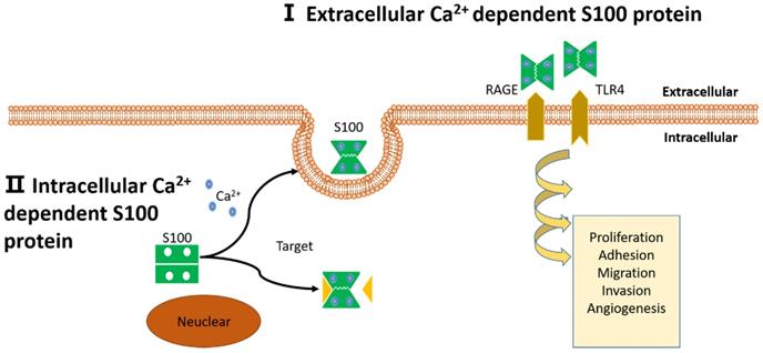 The Role of the S100 Protein Family in Glioma