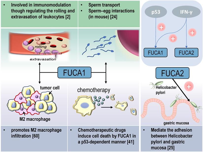 Dual role of fucosidase in cancers and its clinical potential