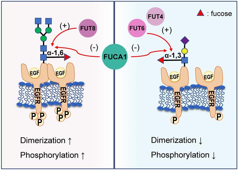Dual role of fucosidase in cancers and its clinical potential