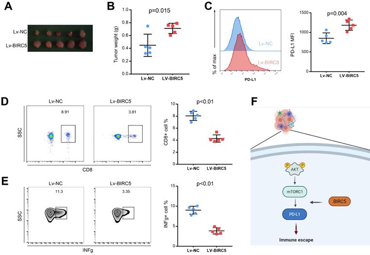 BIRC5 Modulates PD-L1 Expression and Immune Infiltration in Lung ...
