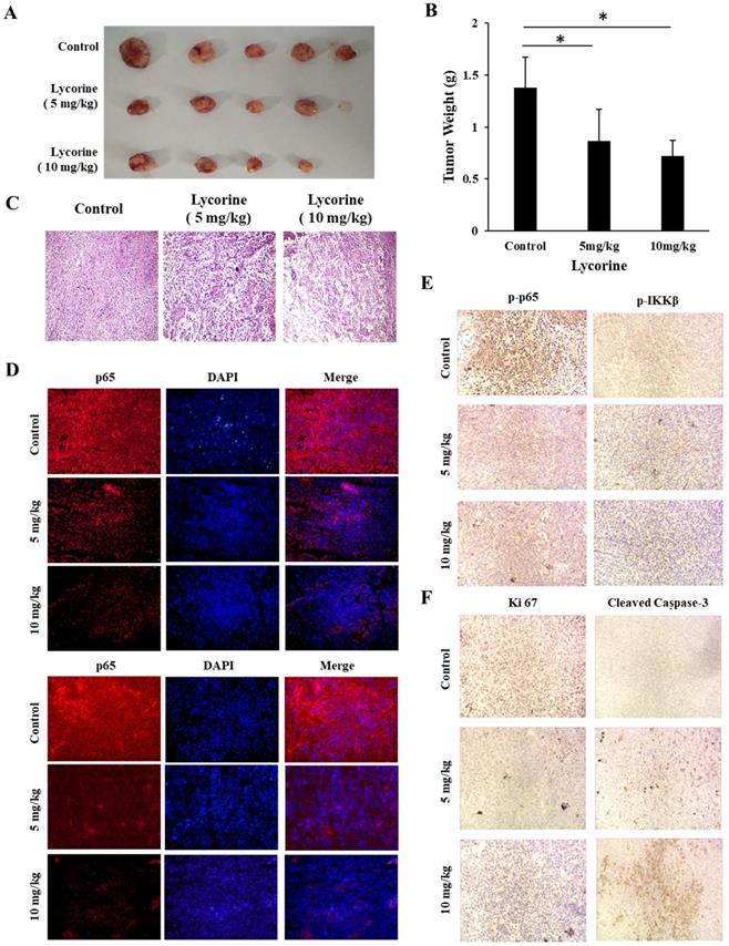 In vitro and in vivo anticancer activity of Lycorine in prostate cancer ...
