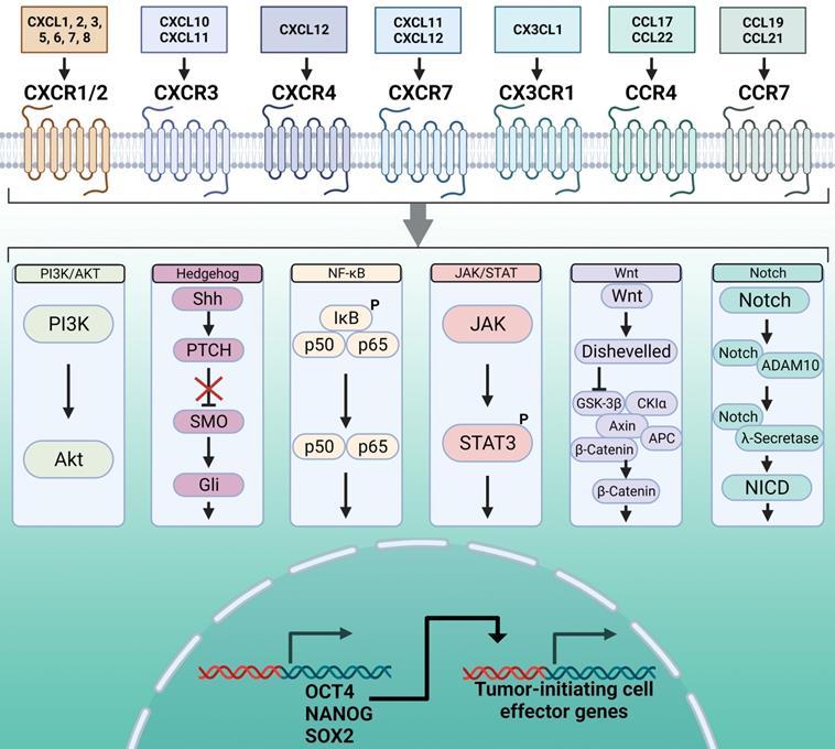 Regulation of Tumor and Metastasis Initiation by Chemokine Receptors