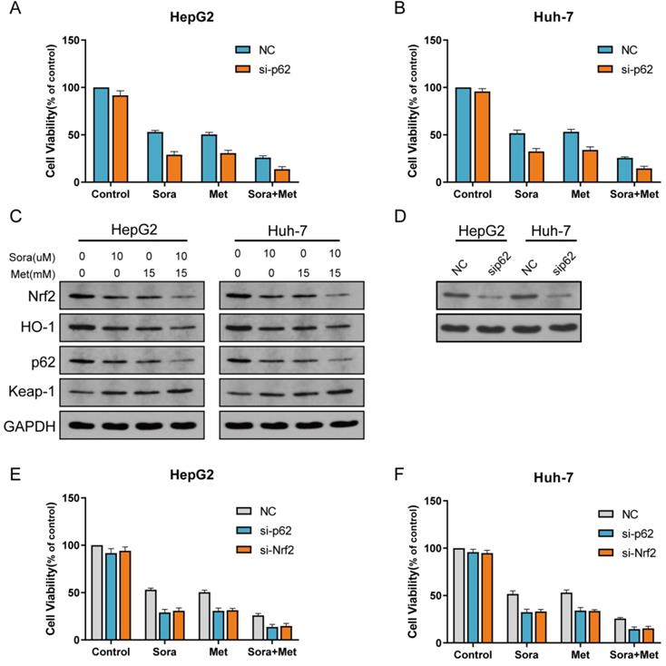 Combination of Metformin and Sorafenib Induces Ferroptosis of ...