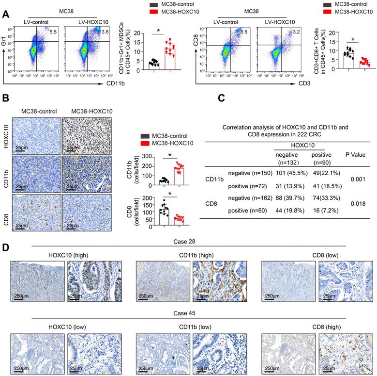 HOXC10 Promotes Metastasis in Colorectal Cancer by Recruiting Myeloid ...