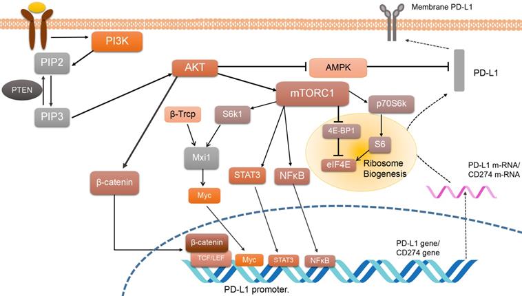 Clinical implications of the interaction between PD-1/PD-L1 and PI3K ...