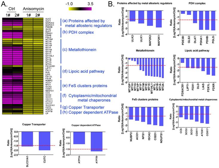 Anisomycin has a potential toxicity of promoting cuproptosis in human ...