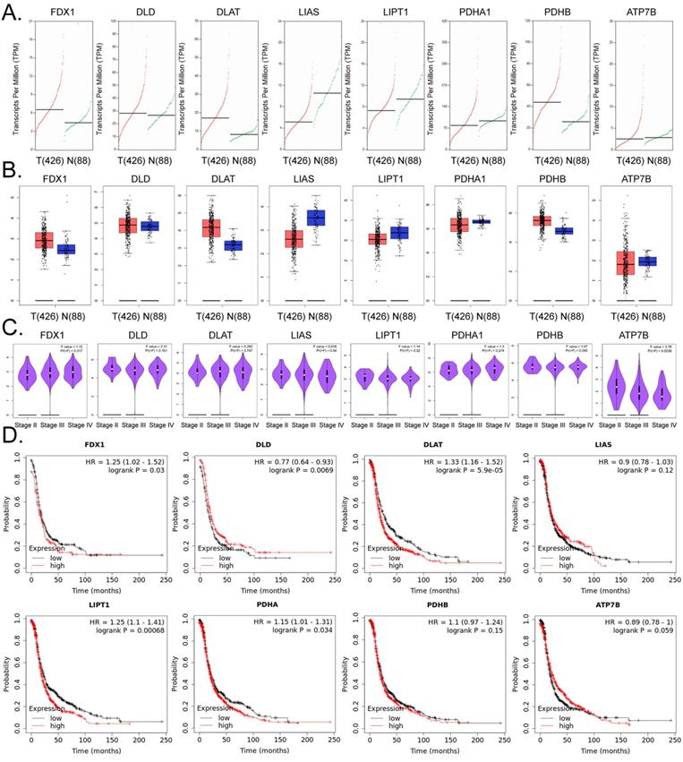 Anisomycin has a potential toxicity of promoting cuproptosis in human ...