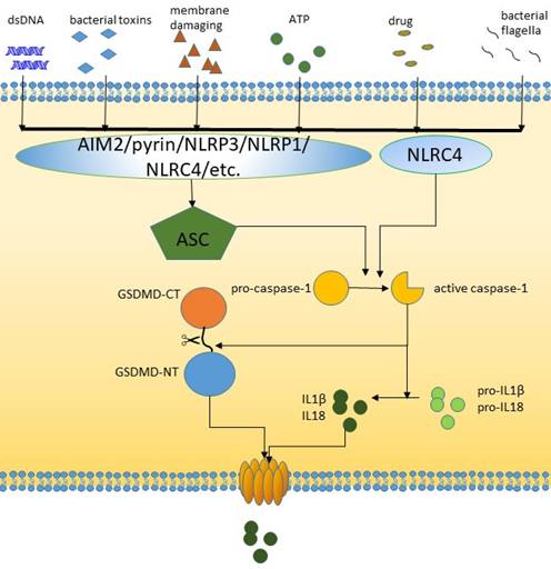 Pyroptosis Provides New Strategies for the Treatment of Cancer