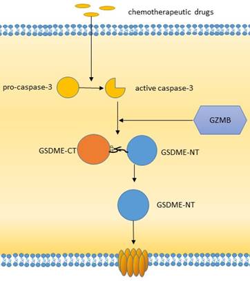 Pyroptosis Provides New Strategies for the Treatment of Cancer