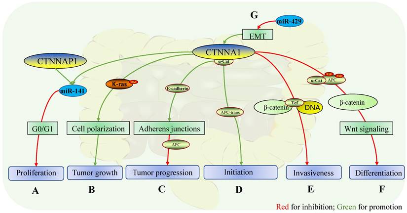 The Role of CTNNA1 in Malignancies: An Updated Review