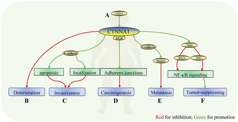 The Role of CTNNA1 in Malignancies: An Updated Review