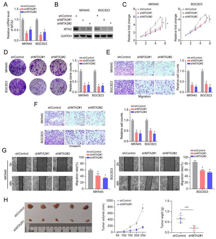 MTA2 is one of 14 Transcription factors predicting recurrence free ...