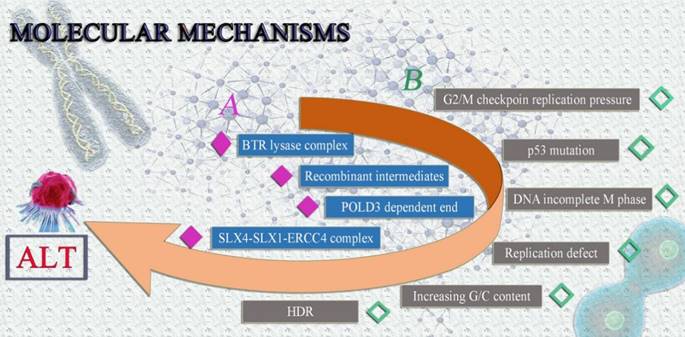 Potential clinical treatment prospects behind the molecular mechanism ...