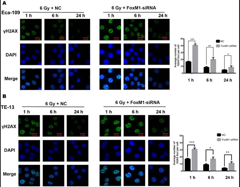 FoxM1 knockdown enhanced radiosensitivity of esophageal cancer by ...