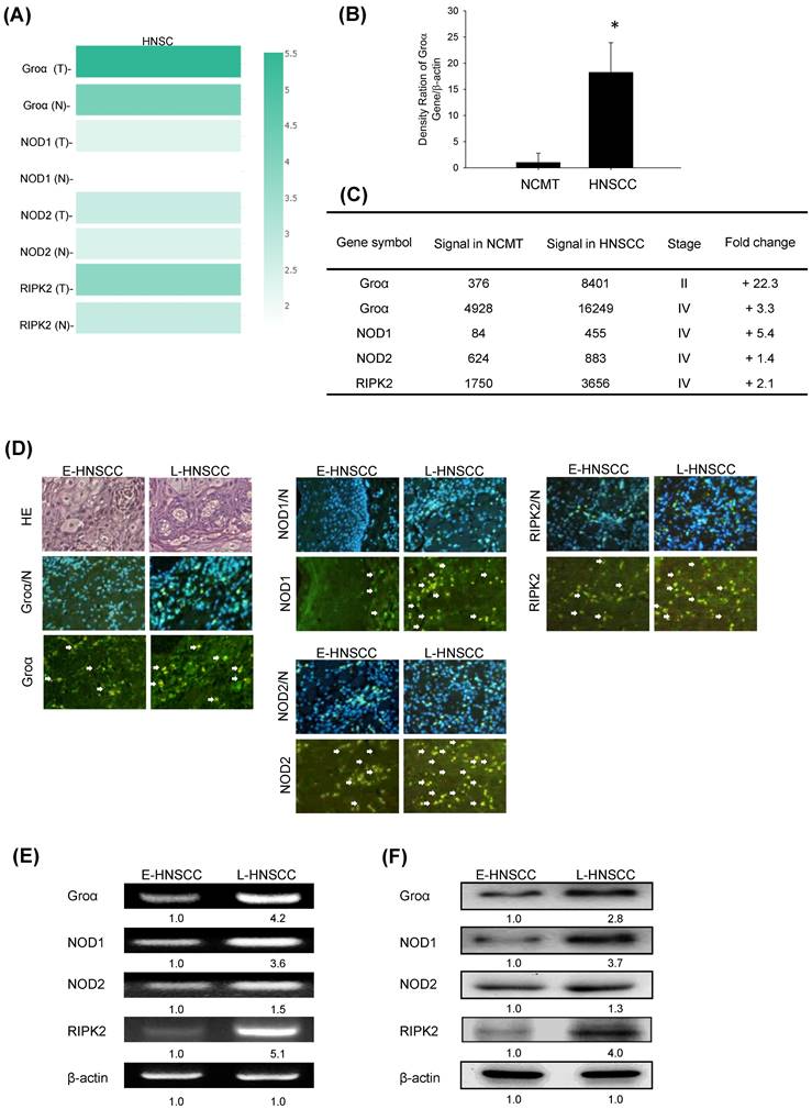 Growth Regulated Oncogene-α Upregulates TNF-α and COX-2 and Activates ...