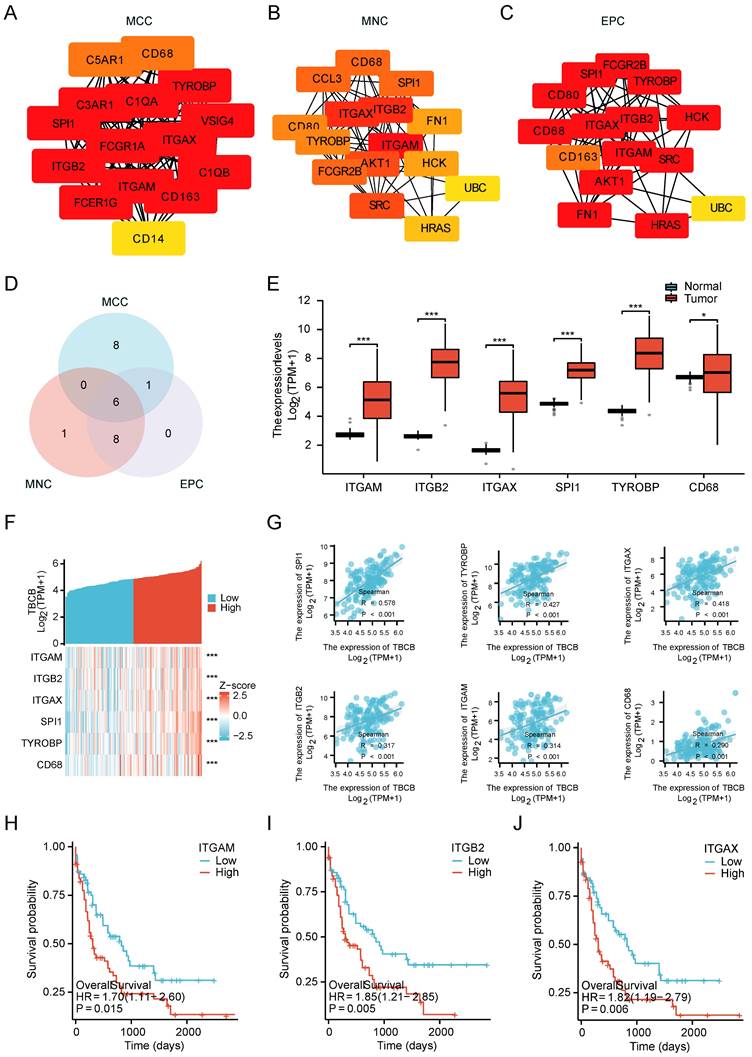 High Expression of Microtubule-associated Protein TBCB Predicts Adverse ...