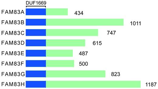 Involvement of FAM83 Family Proteins in the Development of Solid Tumors ...