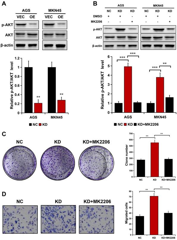 ALDOB plays a tumor-suppressive role by inhibiting AKT activation in ...