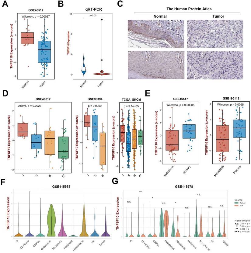 TNFSF10, an autophagy related gene, was a prognostic and immune ...