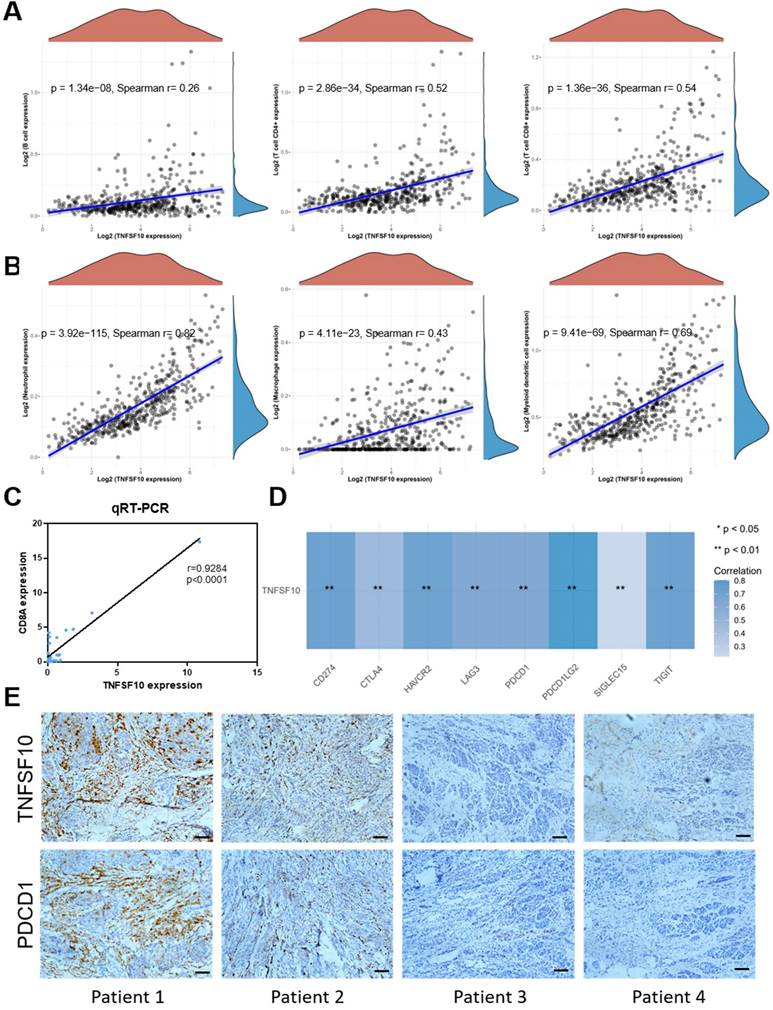 TNFSF10, an autophagy related gene, was a prognostic and immune ...
