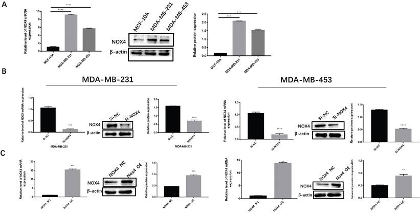 NOX4-derived ROS Regulates Aerobic Glycolysis of Breast Cancer through ...