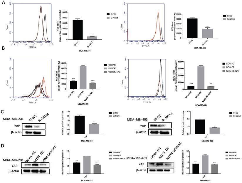 NOX4-derived ROS Regulates Aerobic Glycolysis of Breast Cancer through ...