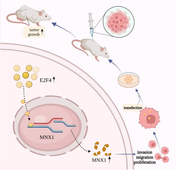 A Positive Feedback Loop of E2F4-Mediated Activation of MNX1 Regulates ...