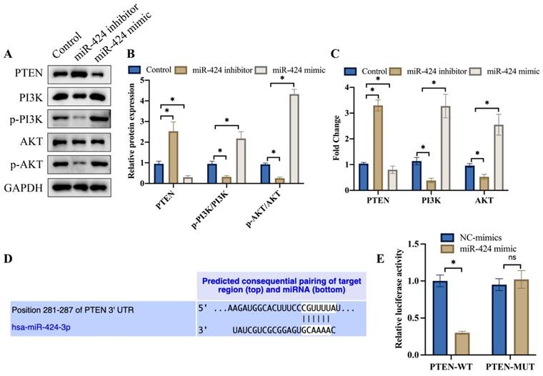 Down-regulation of miR-424 inhibited the metastasis of endometrial ...