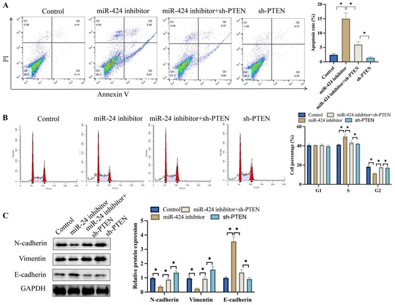 Down-regulation of miR-424 inhibited the metastasis of endometrial ...