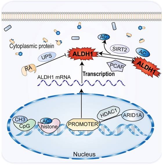 Mechanisms underlying the changes in acetaldehyde dehydrogenase 1 in ...