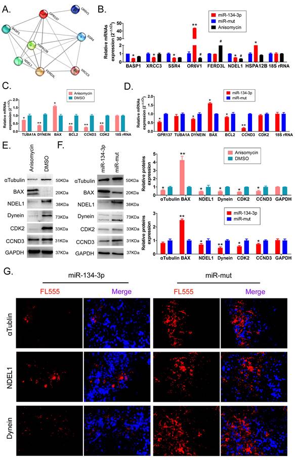 miR-134-3p driven by anisomycin impairs ovarian cancer stem cell ...