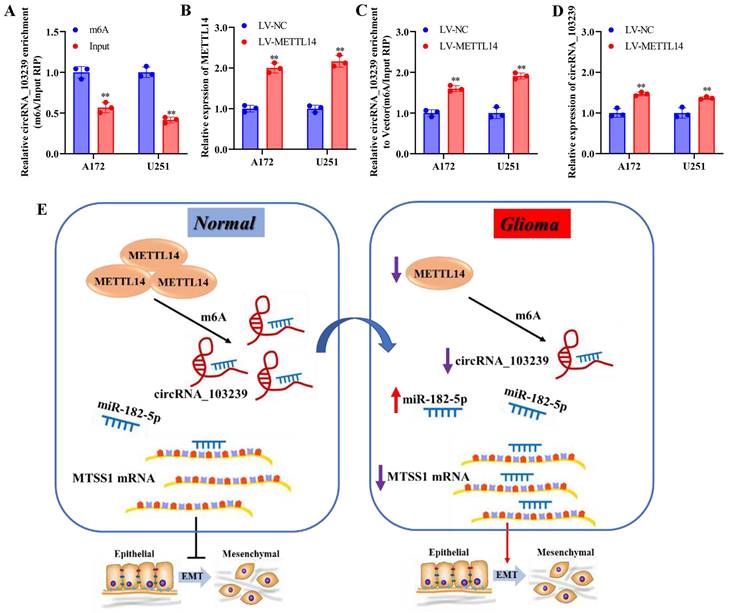 Downregulated M6A modification and expression of circRNA_103239 ...