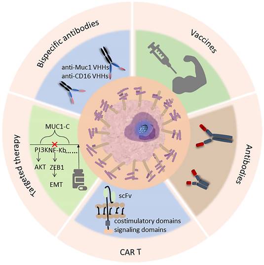 Mucin1 as a potential molecule for cancer immunotherapy and targeted ...