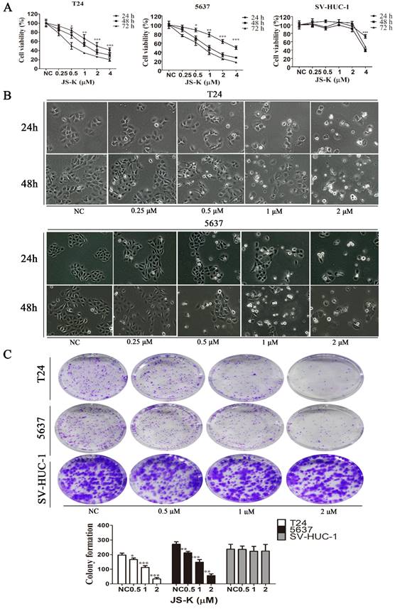 JS-K activates G2/M checkpoints through the DNA damage response and ...