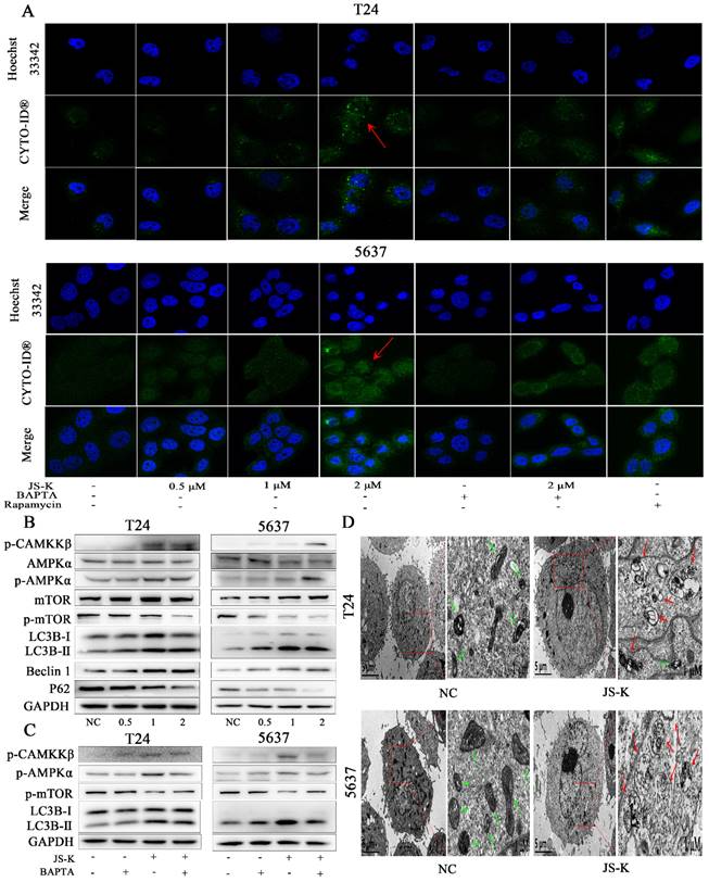 JS-K activates G2/M checkpoints through the DNA damage response and ...