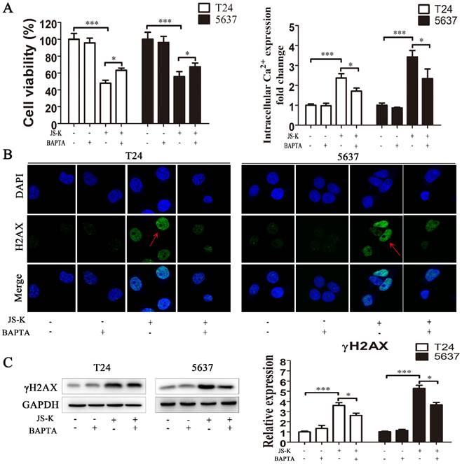 JS-K activates G2/M checkpoints through the DNA damage response and ...