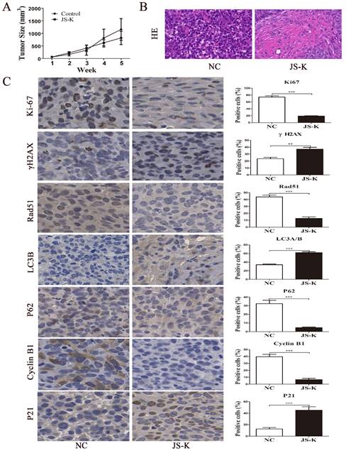 JS-K activates G2/M checkpoints through the DNA damage response and ...