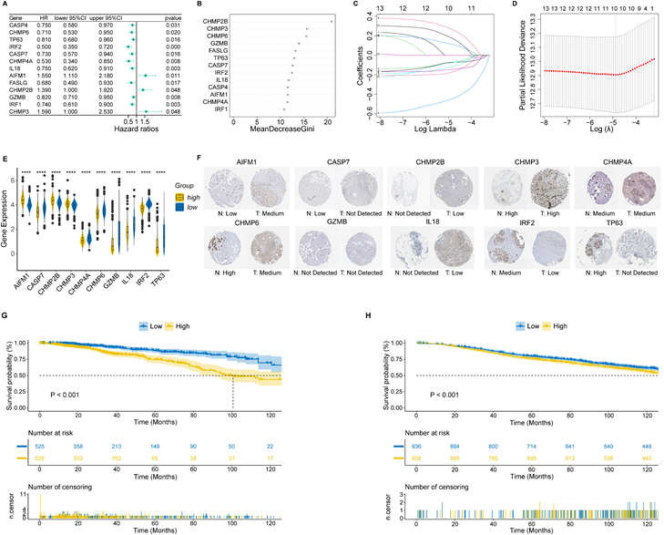 Identification of a PANoptosis-related Gene Signature for Predicting ...