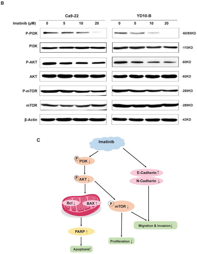 Imatinib inhibits oral squamous cell carcinoma by suppressing the PI3K ...