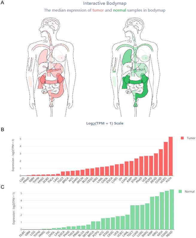A concise review of the regulatory, diagnostic, and prognostic ...