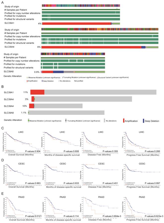 Zinc Transporters Serve as Prognostic Predictors and their Expression ...