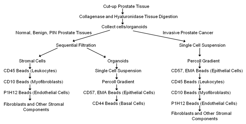 Epithelial Tissue Flow Chart