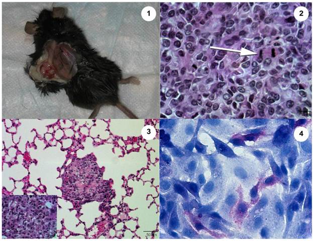 Cellular and Phenotypic Characterization of Canine Osteosarcoma Cell Lines