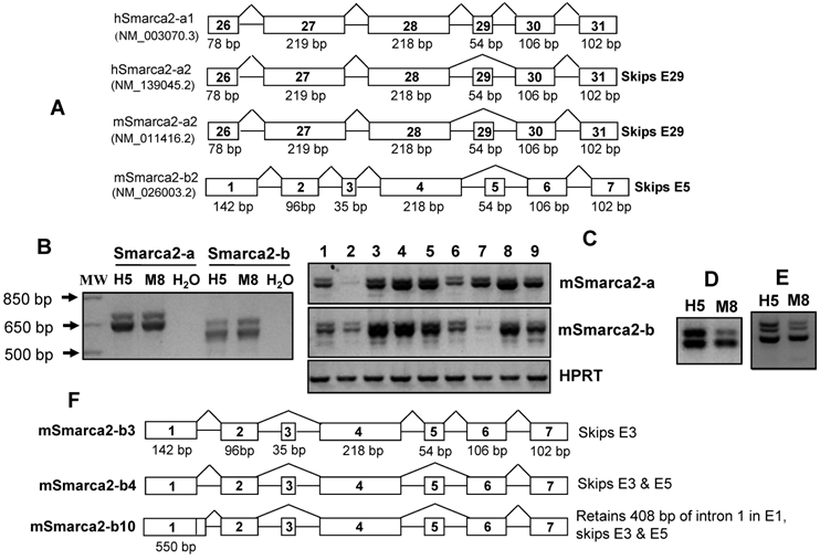 Complex Alternative Splicing of the Smarca2 Gene Suggests the ...