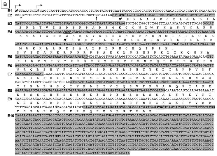 Complex Alternative Splicing of the Smarca2 Gene Suggests the ...