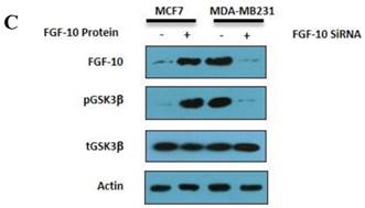 FGF10: Type III Epithelial Mesenchymal Transition and Invasion in ...