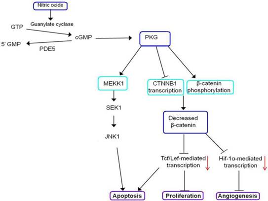 Phosphodiesterase (PDE)-4 Inhibitors and COPD Correlation with Cancer