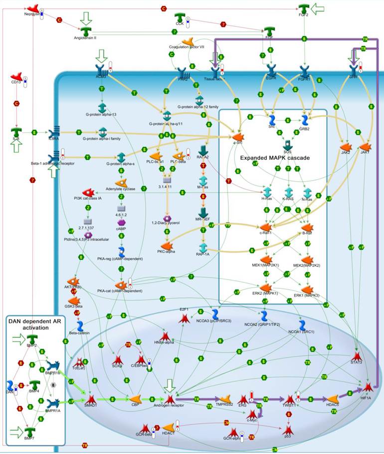 Reconstitution of the ERG Gene Expression Network Reveals New ...