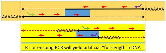 Hypothesis: Artifacts, Including Spurious Chimeric RNAs with a Short ...